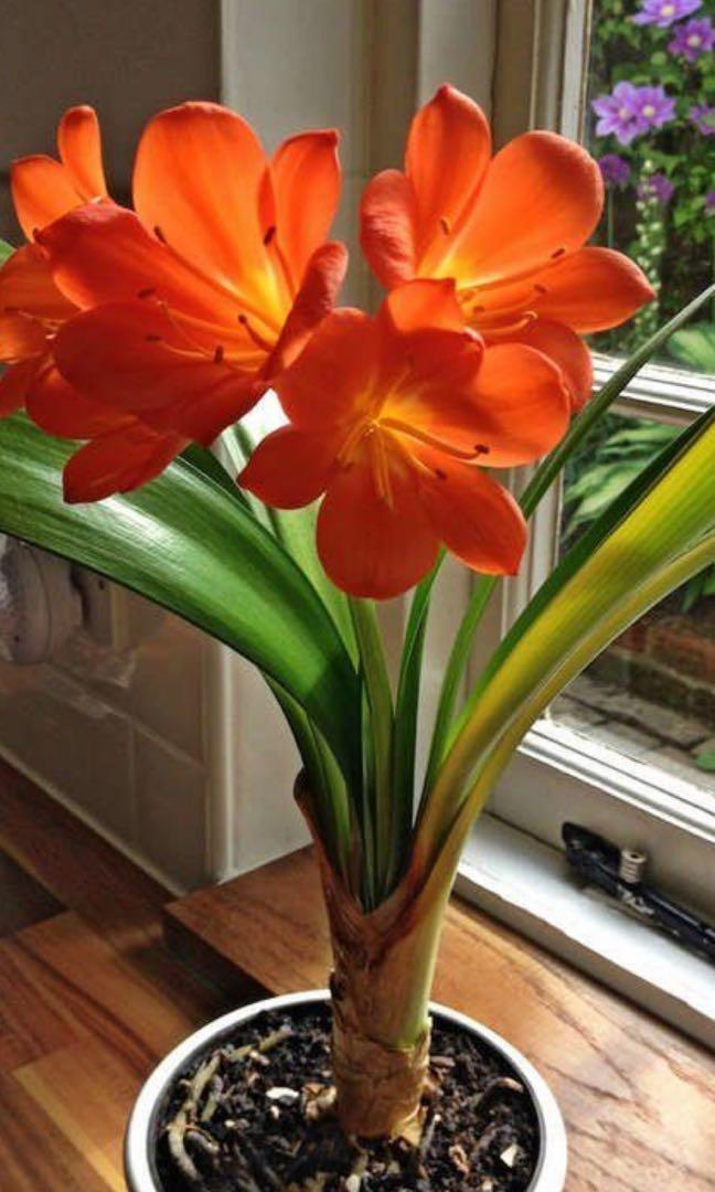 Rare Clivia/Kafflir Lilly, Furniture & Home Living, Gardening, Plants ...