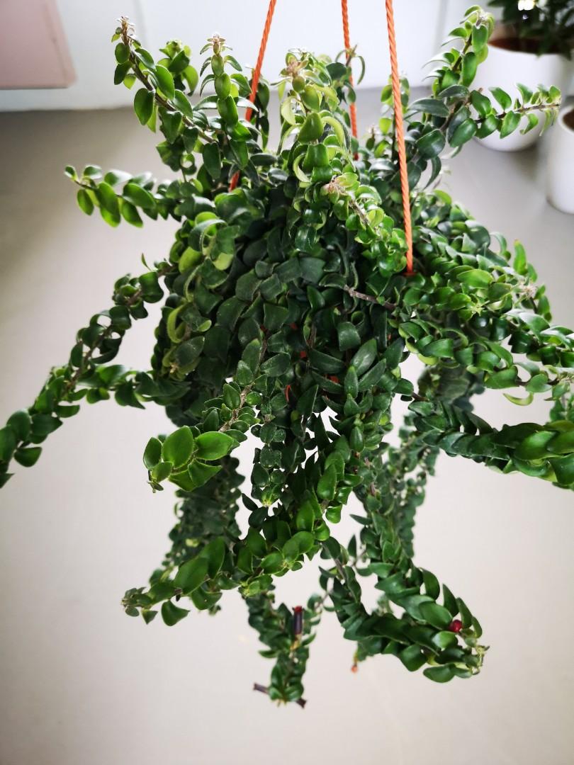 Twisted Lipstick Plant (Aeschynanthus 'Rasta') Rare Variety of Hangging ...