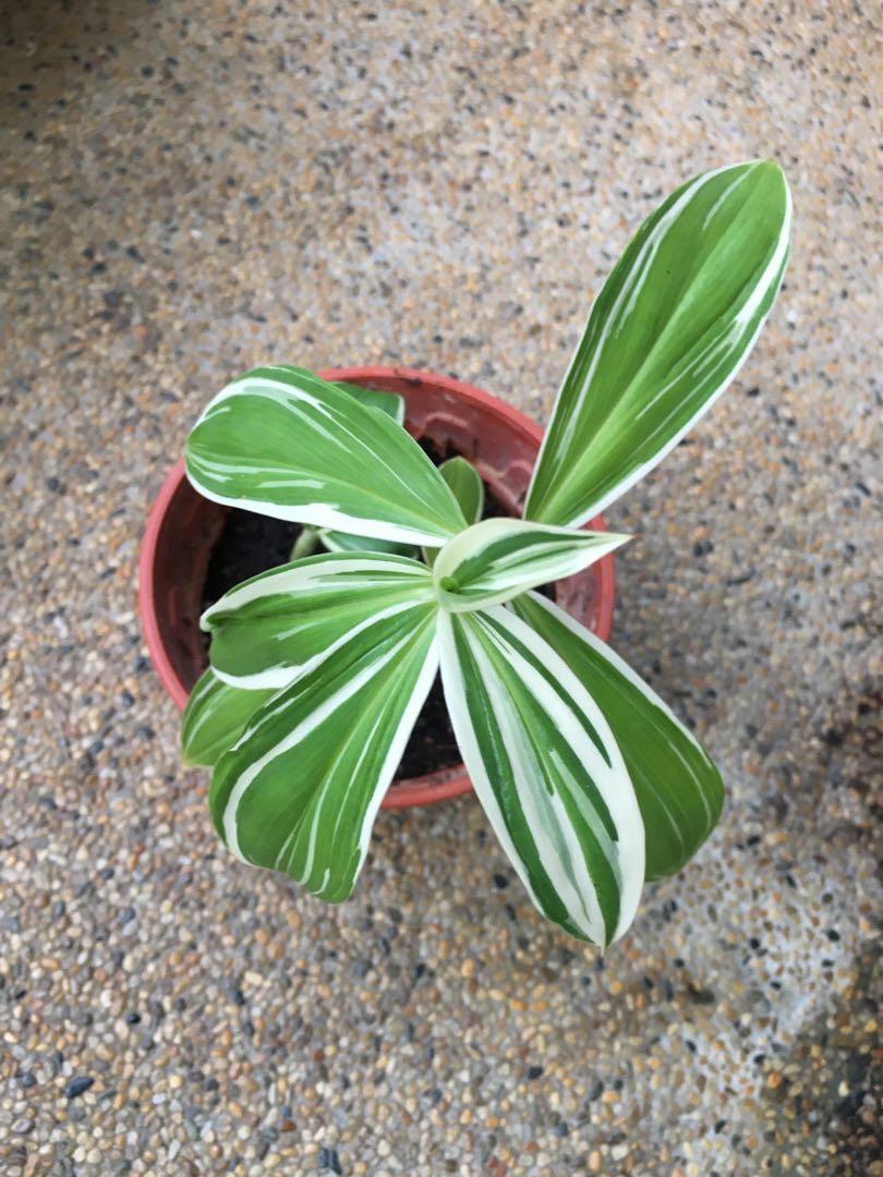 Variegated Spiral Ginger - Costus Arabicus Variegatus, Furniture & Home ...