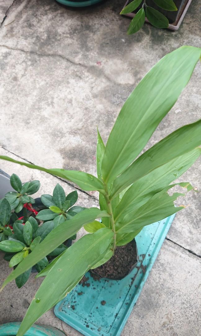 Camia plant seedlings, Furniture & Home Living, Gardening, Plants ...