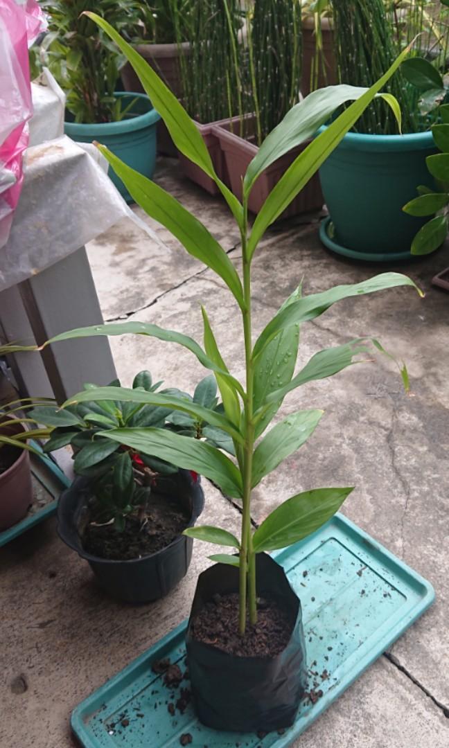 Camia plant seedlings, Furniture & Home Living, Gardening, Plants ...