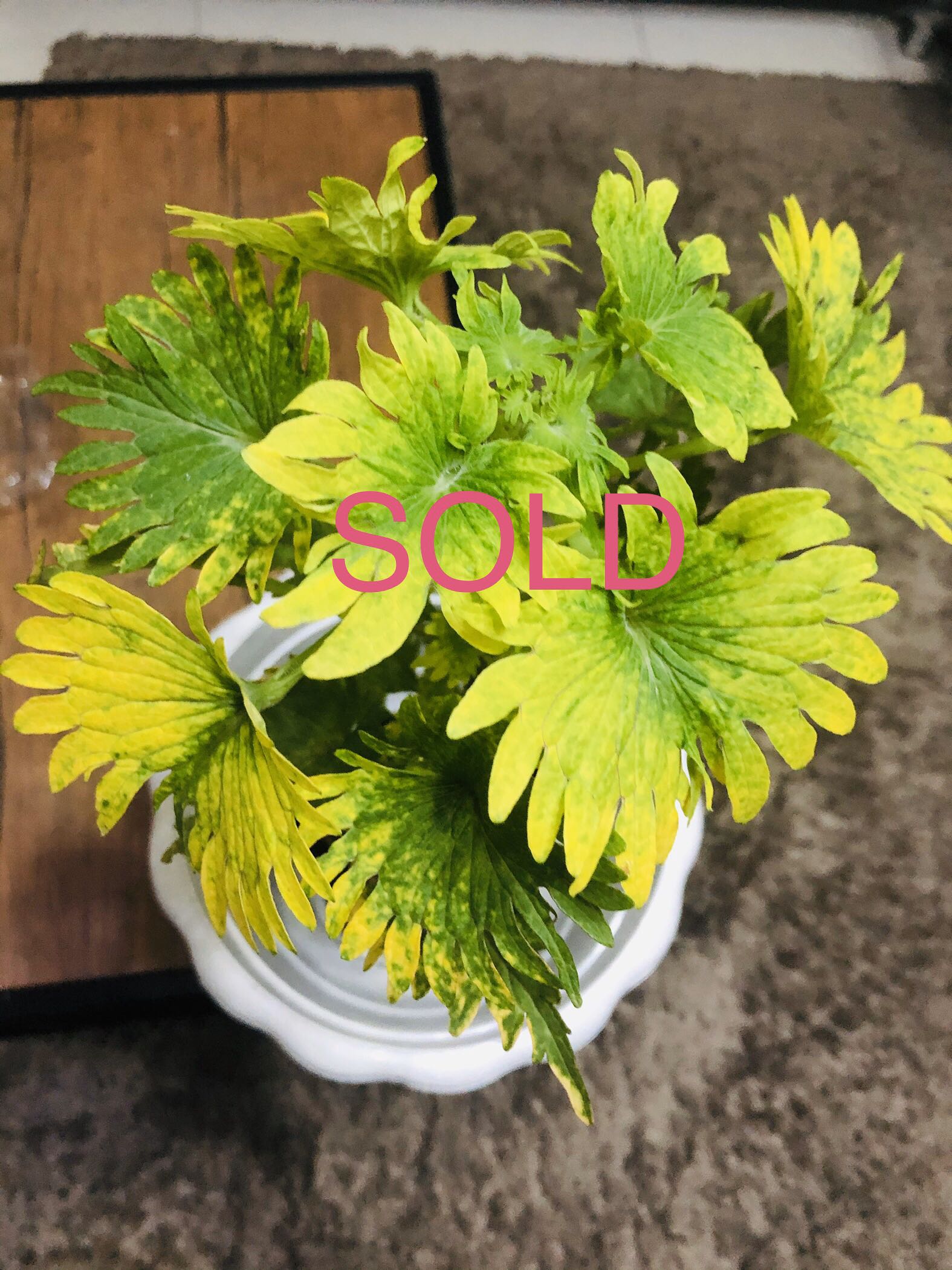 Diane’s Gold Coleus / Mayana Plant, Furniture & Home Living, Gardening ...