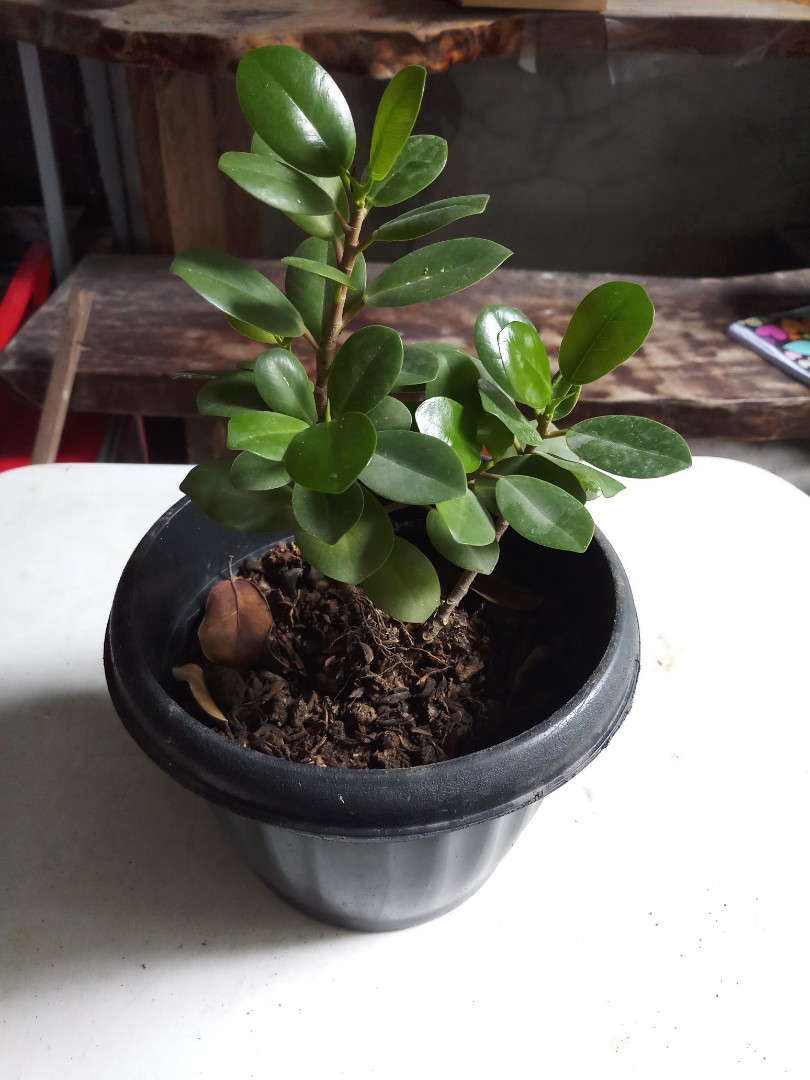 Ficus nana, Furniture & Home Living, Gardening, Plants & Seeds on Carousell