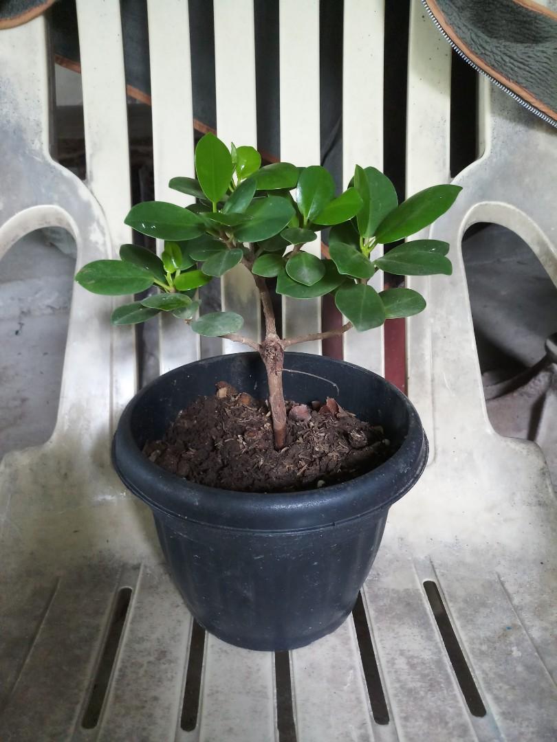 Ficus nana, Furniture & Home Living, Gardening, Plants & Seeds on Carousell
