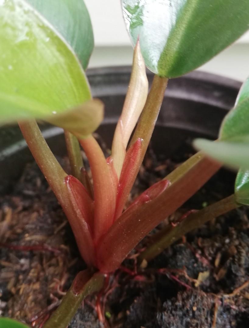 Philodendron dwarf red congo, Furniture & Home Living, Gardening ...