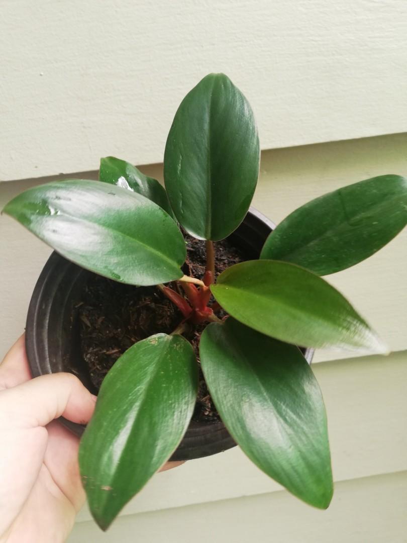 Philodendron dwarf red congo, Furniture & Home Living, Gardening ...