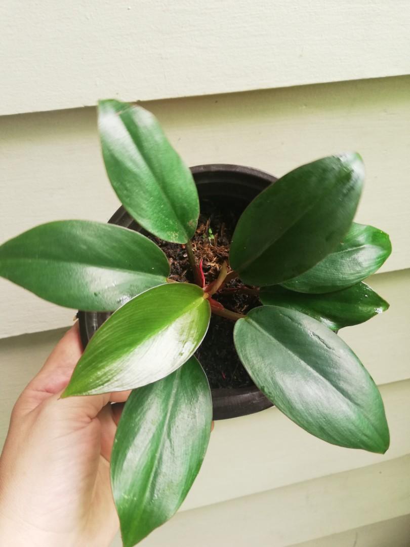 Philodendron dwarf red congo, Furniture & Home Living, Gardening ...