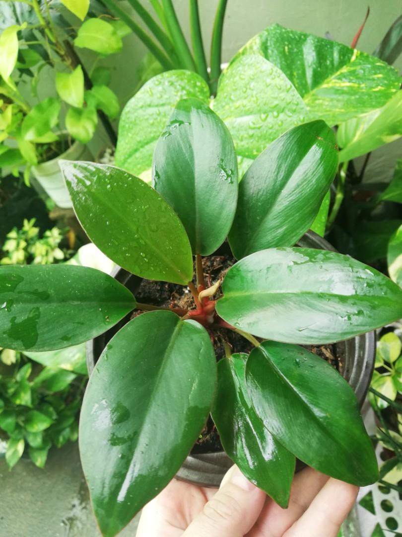 Philodendron dwarf red congo, Furniture & Home Living, Gardening ...