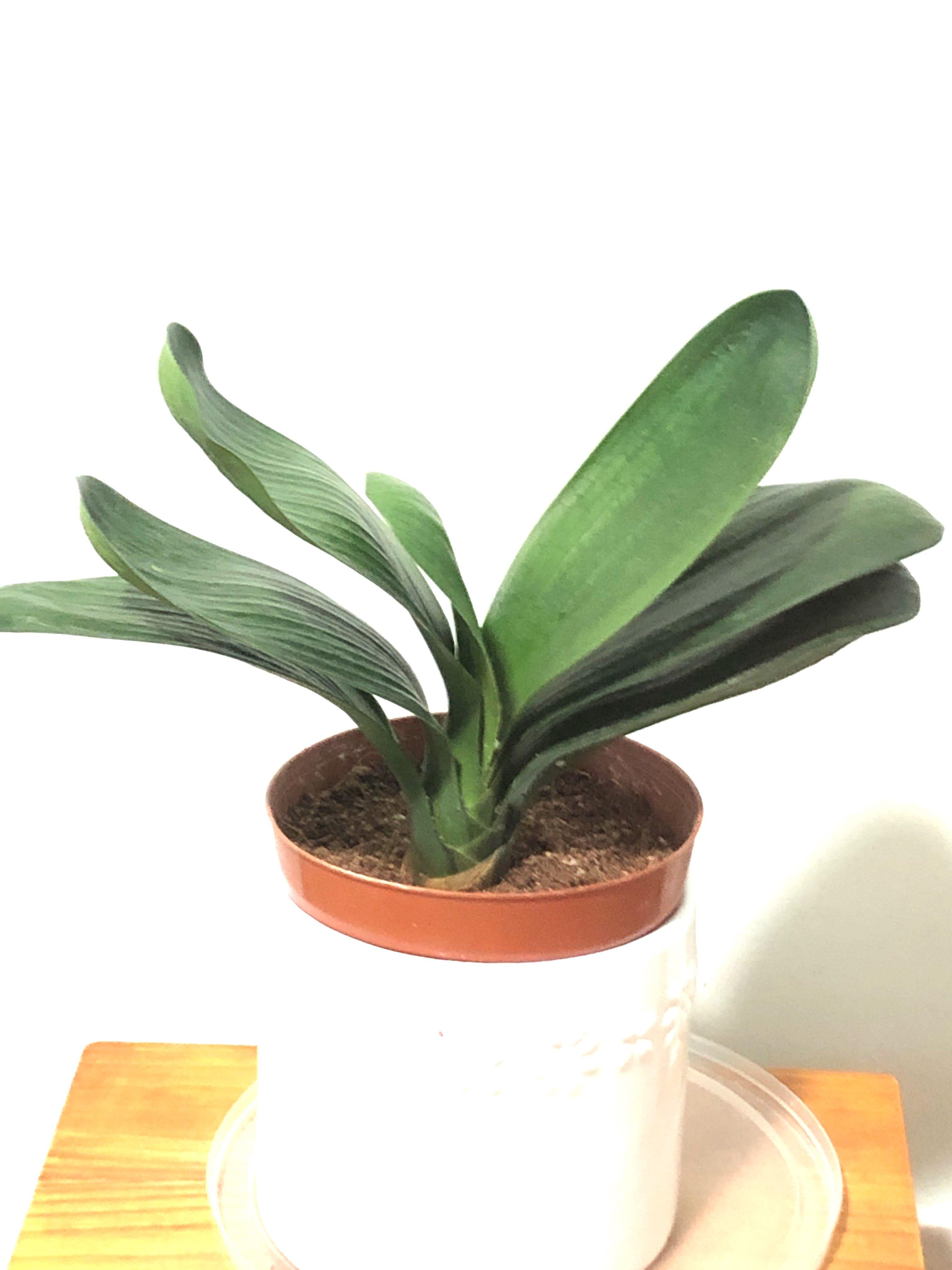 Rare Clivia/Kafflir Lilly, Furniture & Home Living, Gardening, Plants ...