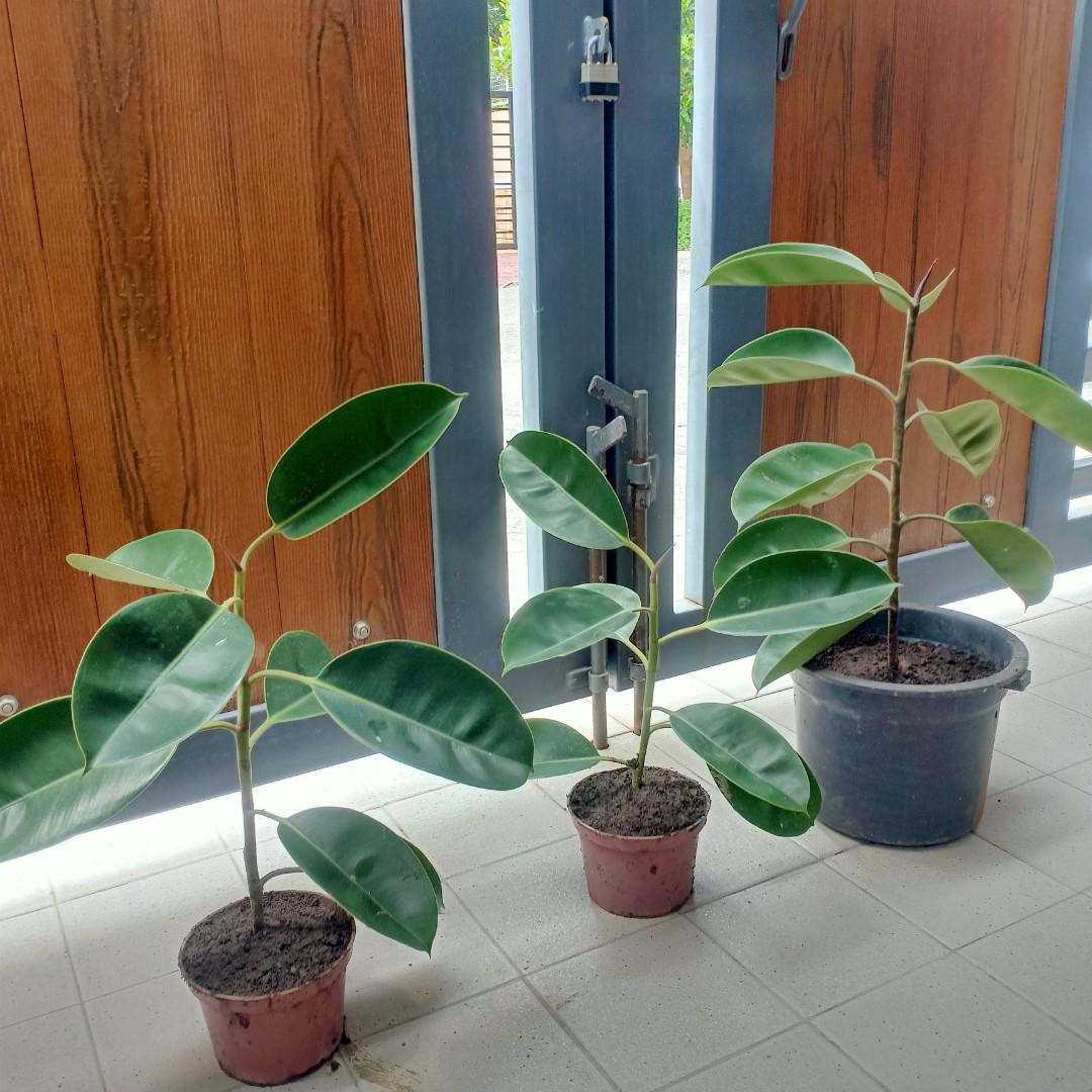 Rubber Tree, Furniture & Home Living, Gardening, Plants & Seeds on ...