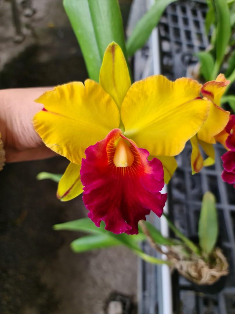 Rlc. Liu's Joyance Orchid, Furniture & Home Living, Home Decor ...