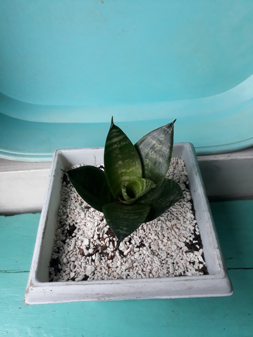 Dwarf Snake Plant, Furniture & Home Living, Gardening, Plants & Seeds ... Dwarf Snake Plant, Furniture & Home Living, Gardening, Plants & Seeds ...