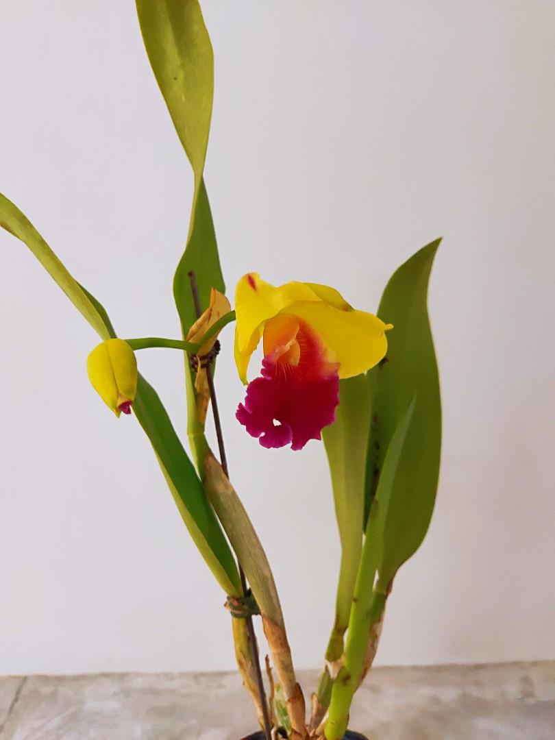 Rlc. Liu's Joyance Orchid, Furniture & Home Living, Home Decor ...