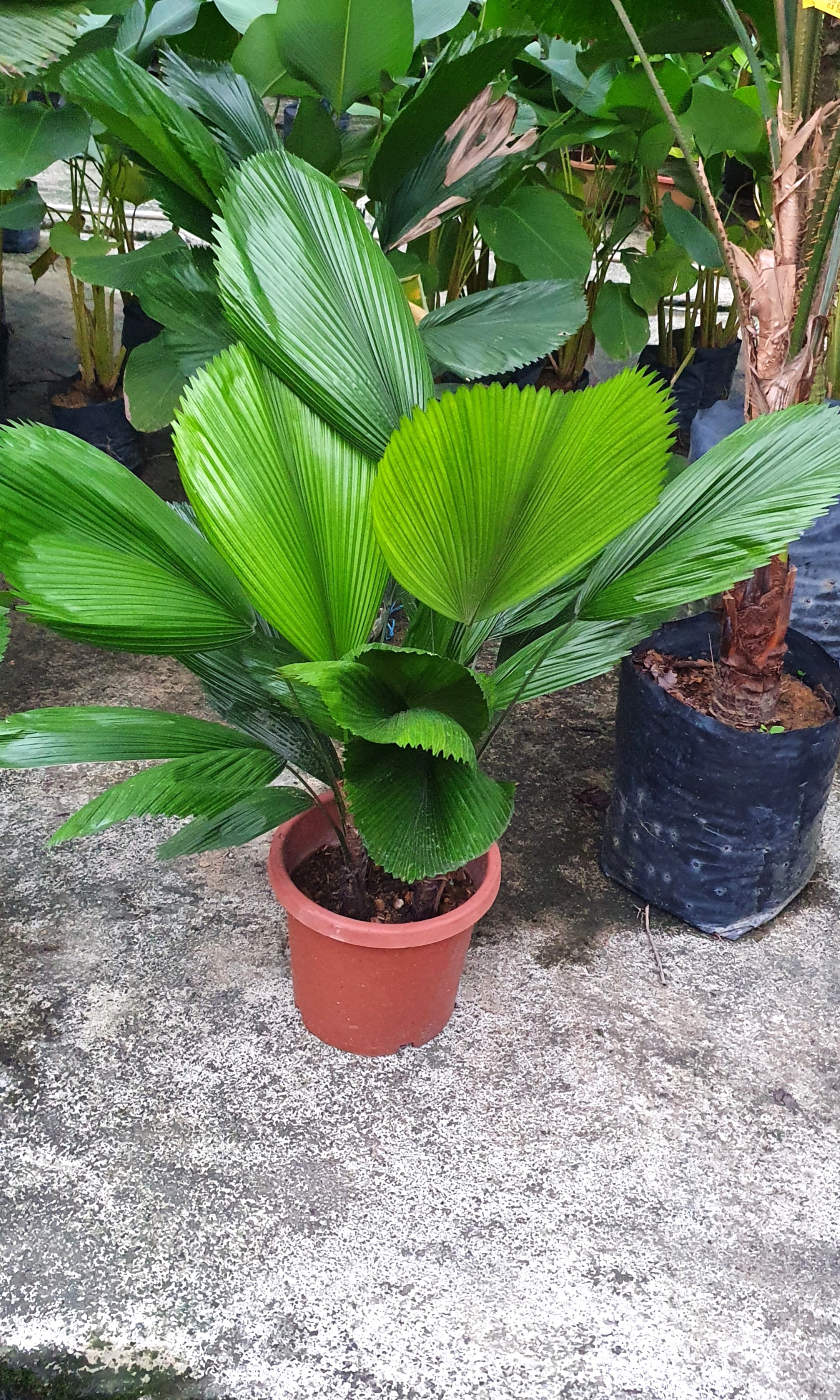 Plant - Licuala Grandis Palm ($58/$108), Furniture & Home Living ...