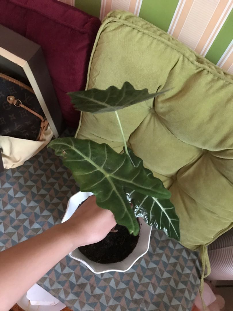 Alocasia Amazonica, Furniture & Home Living, Gardening, Plants & Seeds ...