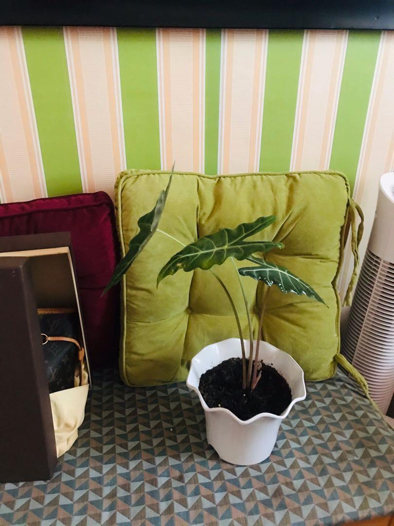 Alocasia Amazonica, Furniture & Home Living, Gardening, Plants & Seeds ...