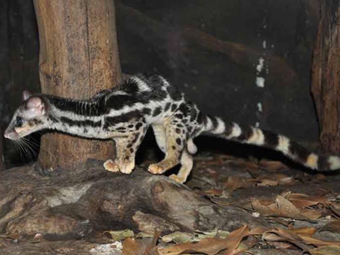 Linsang Buntat, Hobbies & Toys, Memorabilia & Collectibles, Religious ...