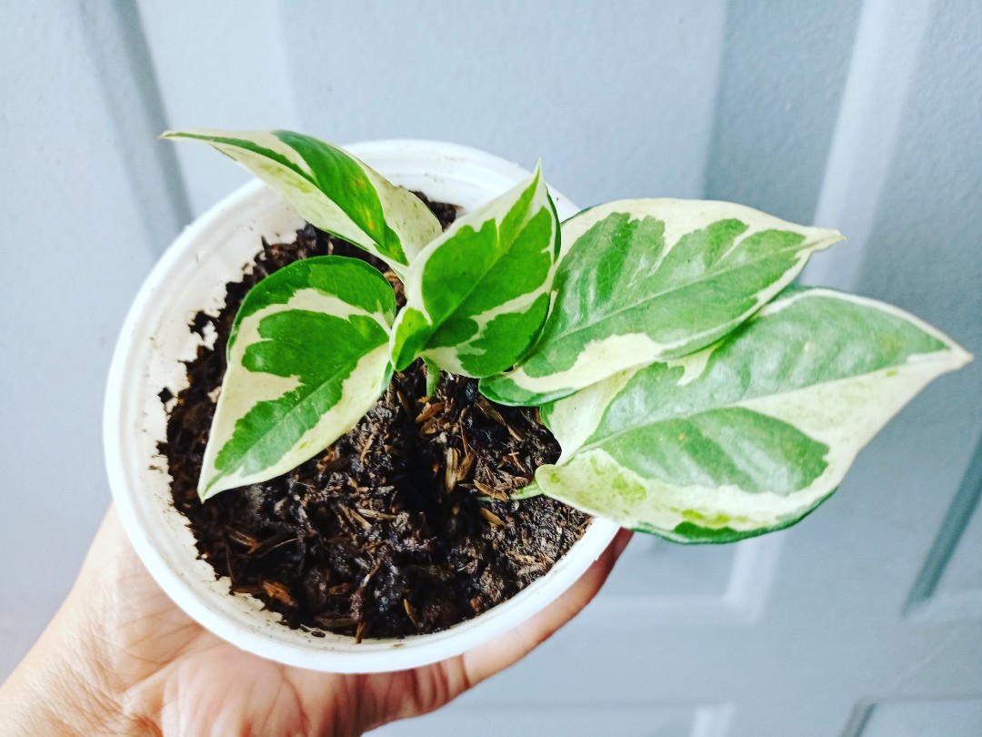 Mini Pothos NJoy, Furniture & Home Living, Gardening, Plants & Seeds on ...