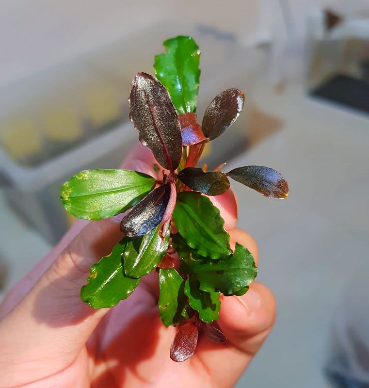 BUCEPHALANDRA - RARE, Furniture & Home Living, Gardening, Plants ...
