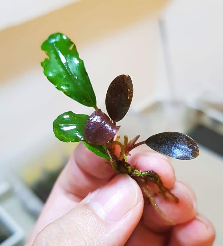 BUCEPHALANDRA - RARE, Furniture & Home Living, Gardening, Plants ...
