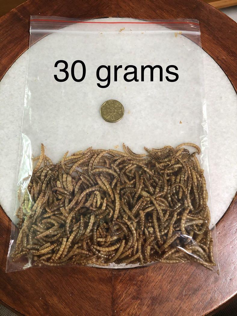 Dried insects (cricket), Pet Supplies, Pet Food on Carousell