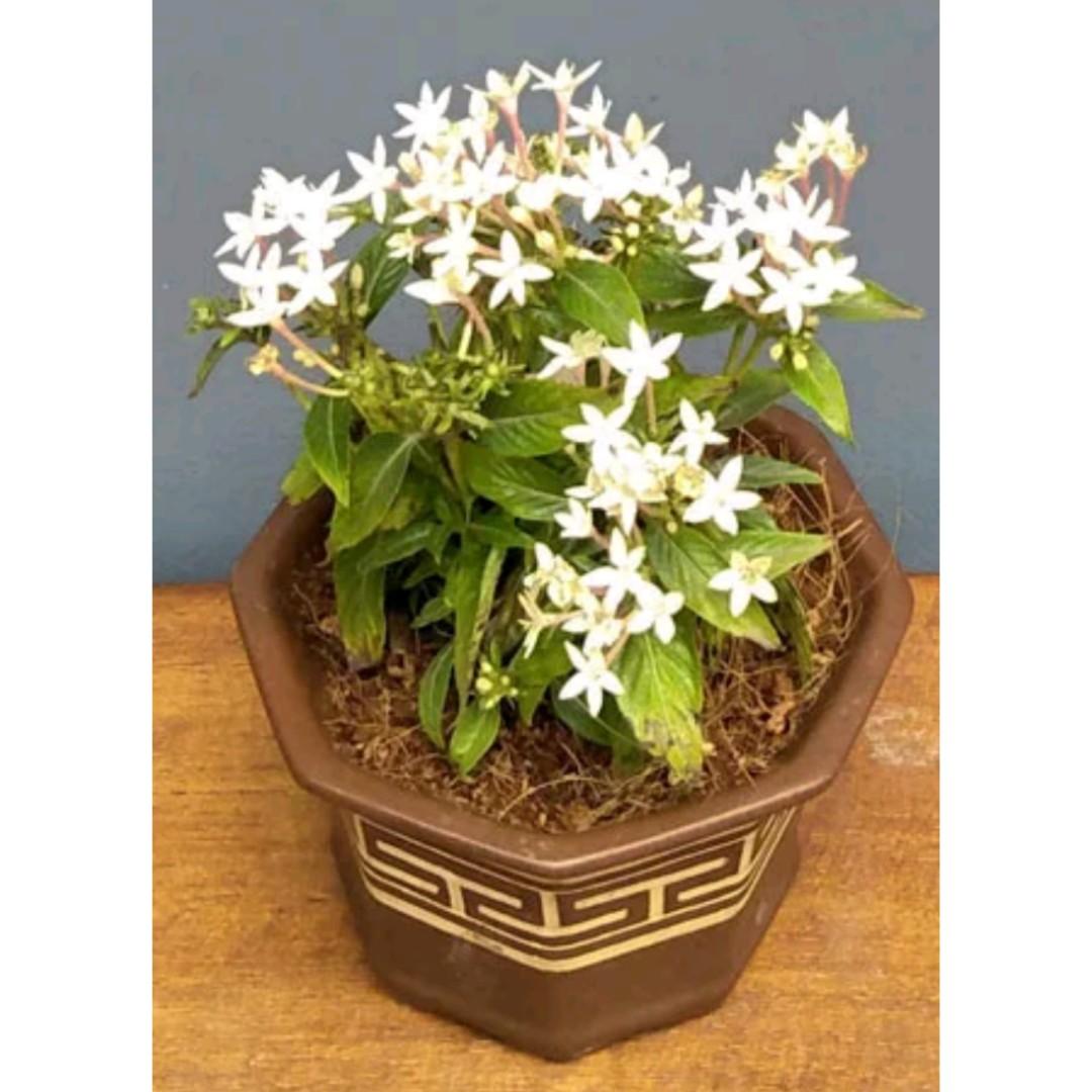 Tanaman Hias Pentas Bunga Putih / Pentas Lanceolata White, Perkebunan ... Tanaman Hias Pentas Bunga Putih / Pentas Lanceolata White, Perkebunan ...