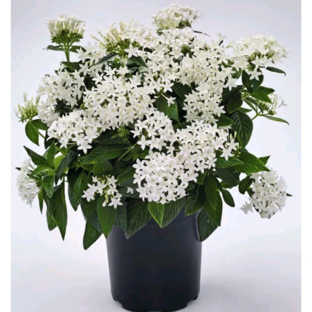 Tanaman Hias Pentas Bunga Putih / Pentas Lanceolata White, Perkebunan ... Tanaman Hias Pentas Bunga Putih / Pentas Lanceolata White, Perkebunan ...