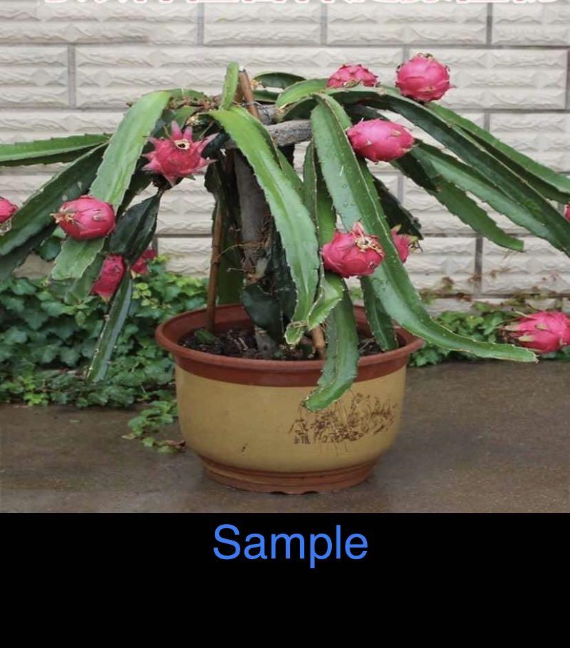 Dragonfruit plant stand / trellis, Furniture & Home Living, Gardening ...