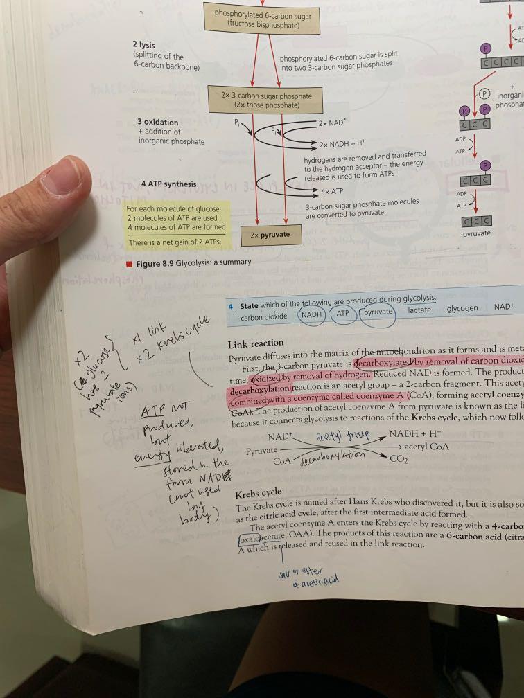 IB BIOLOGY TB: 2nd Ed HODDER EDUCATION: CJ CLEGG, Hobbies & Toys, Books ...