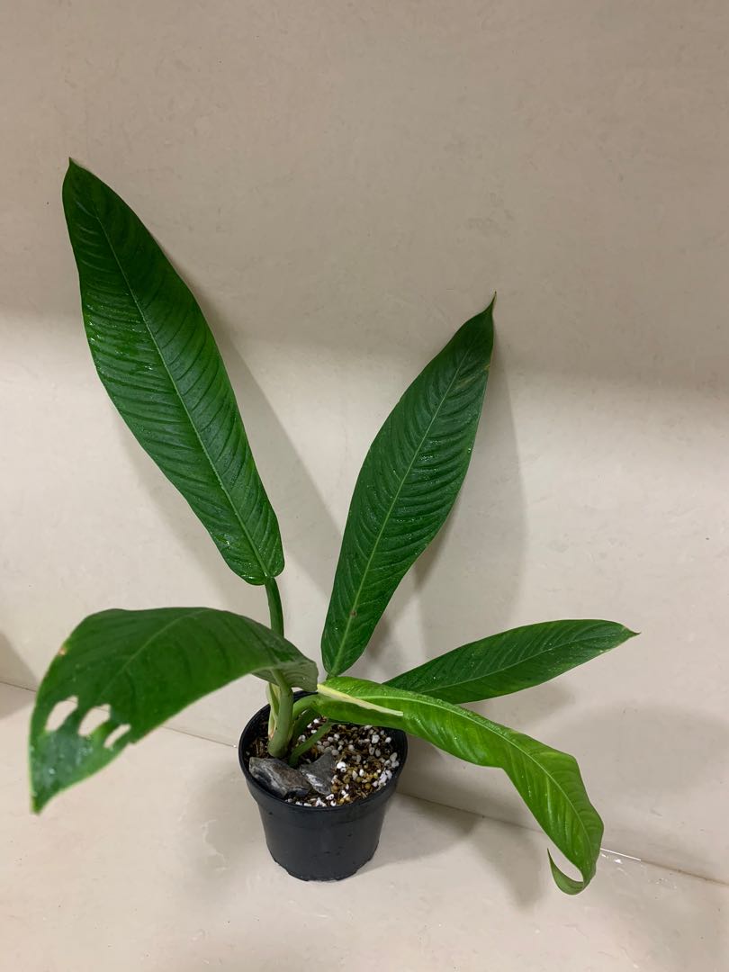 Philodendron Campii “Lynette”, Furniture & Home Living, Gardening ...