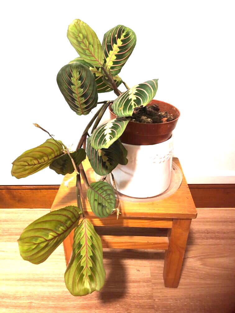Calathea Maranta - Flowering sold, Furniture & Home Living, Gardening ...