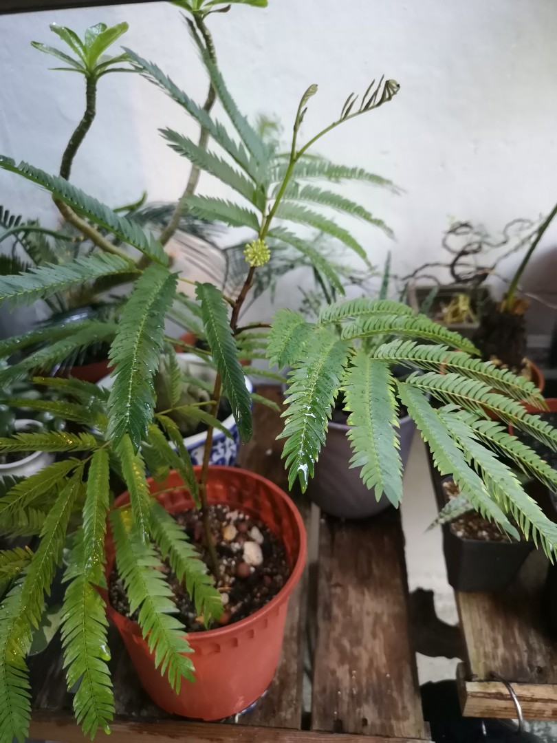 Everfresh Tree (Pithecellobium Confertum), Furniture & Home Living ...