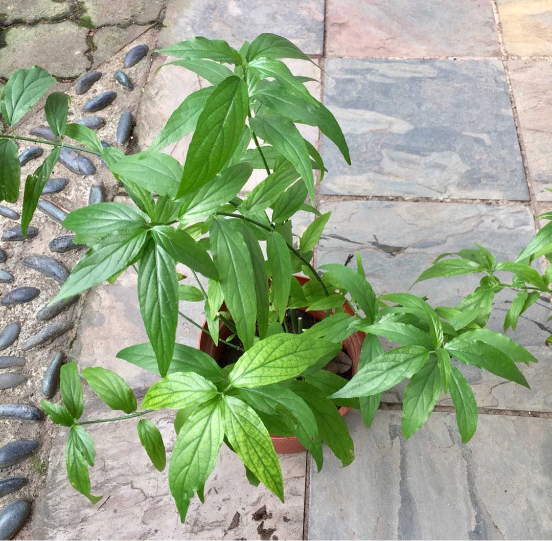 Home grown edible Sabah Snake Grass, Furniture & Home Living, Gardening ...