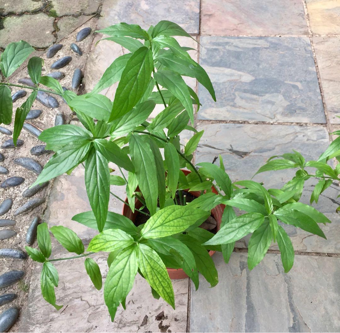 Home grown edible Sabah Snake Grass, Furniture & Home Living, Gardening ...