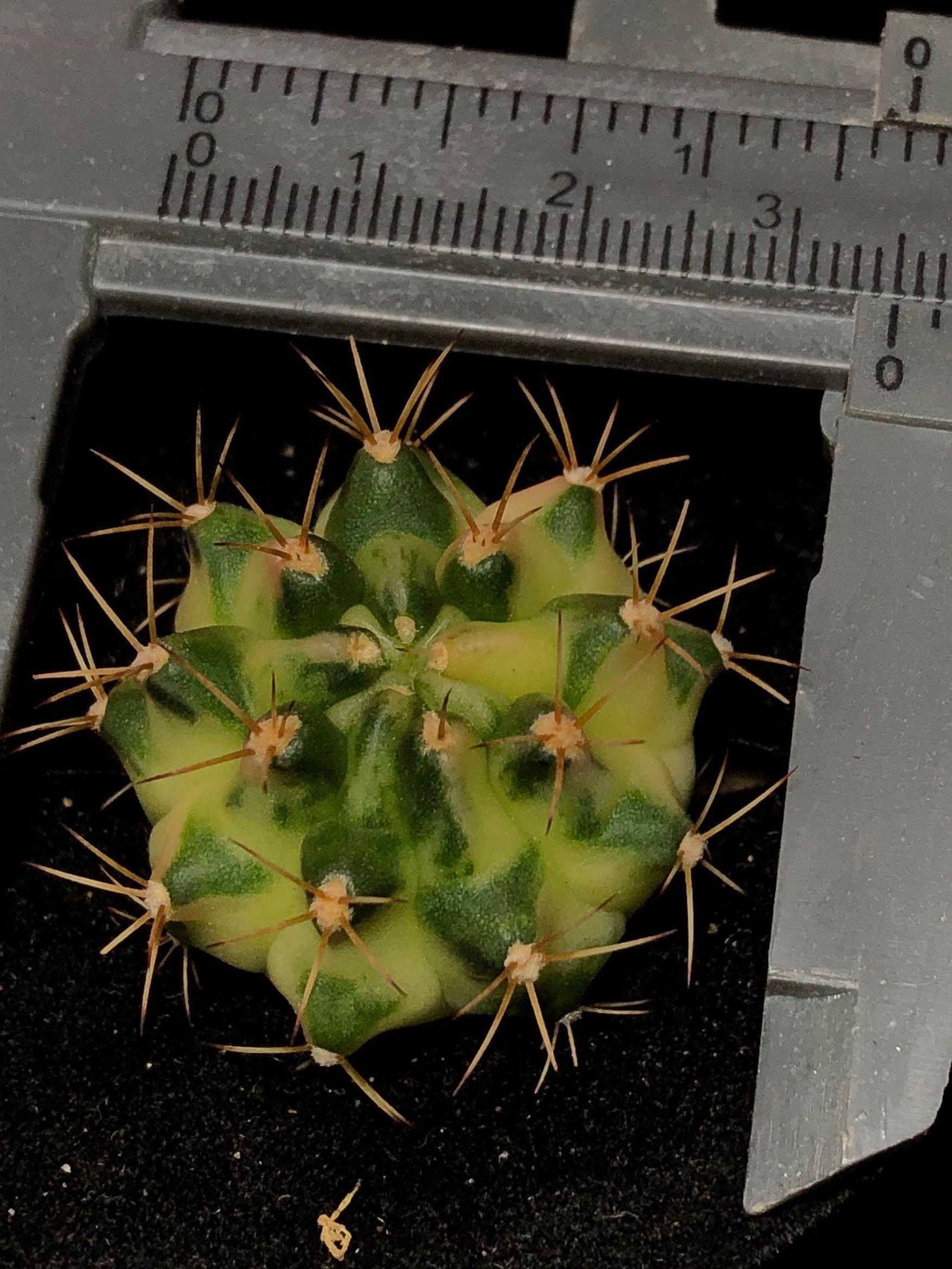 Moon crown gymno 3.5cm, Furniture & Home Living, Gardening, Plants ...