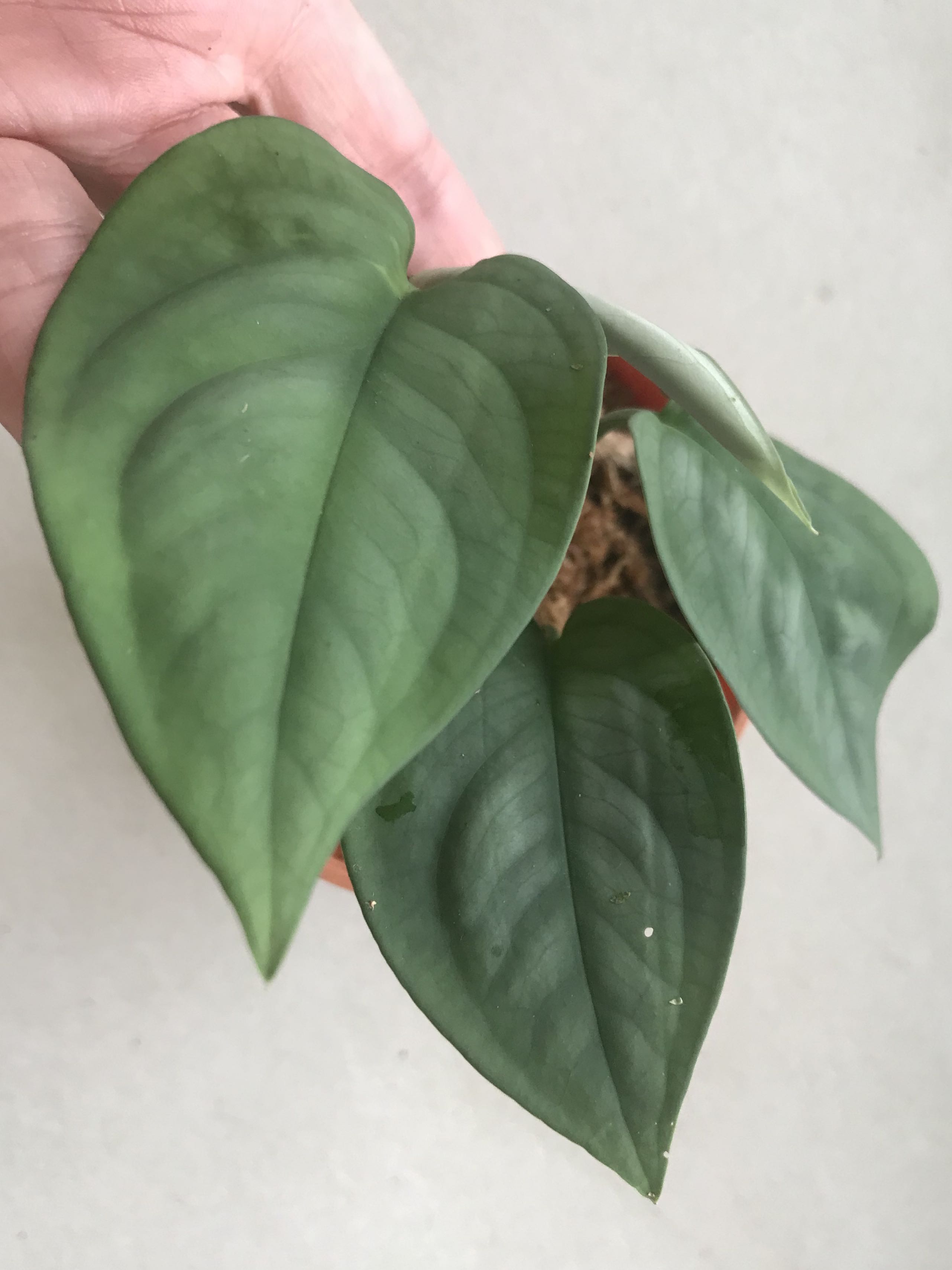 Scindapsus Lucens, Furniture & Home Living, Gardening, Plants & Seeds ...