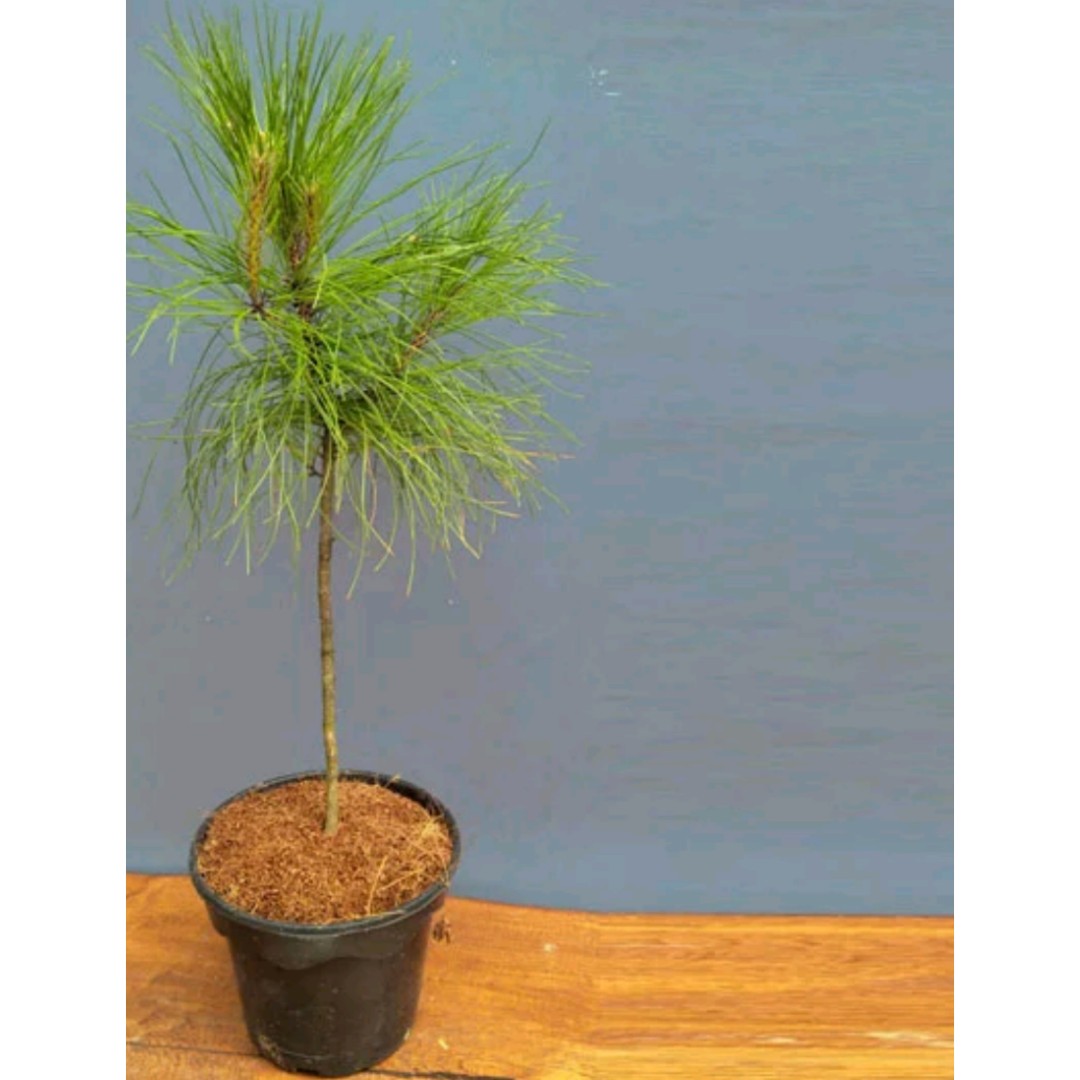 Tanaman Hias Pinus Merkusii T, Perkebunan di Carousell