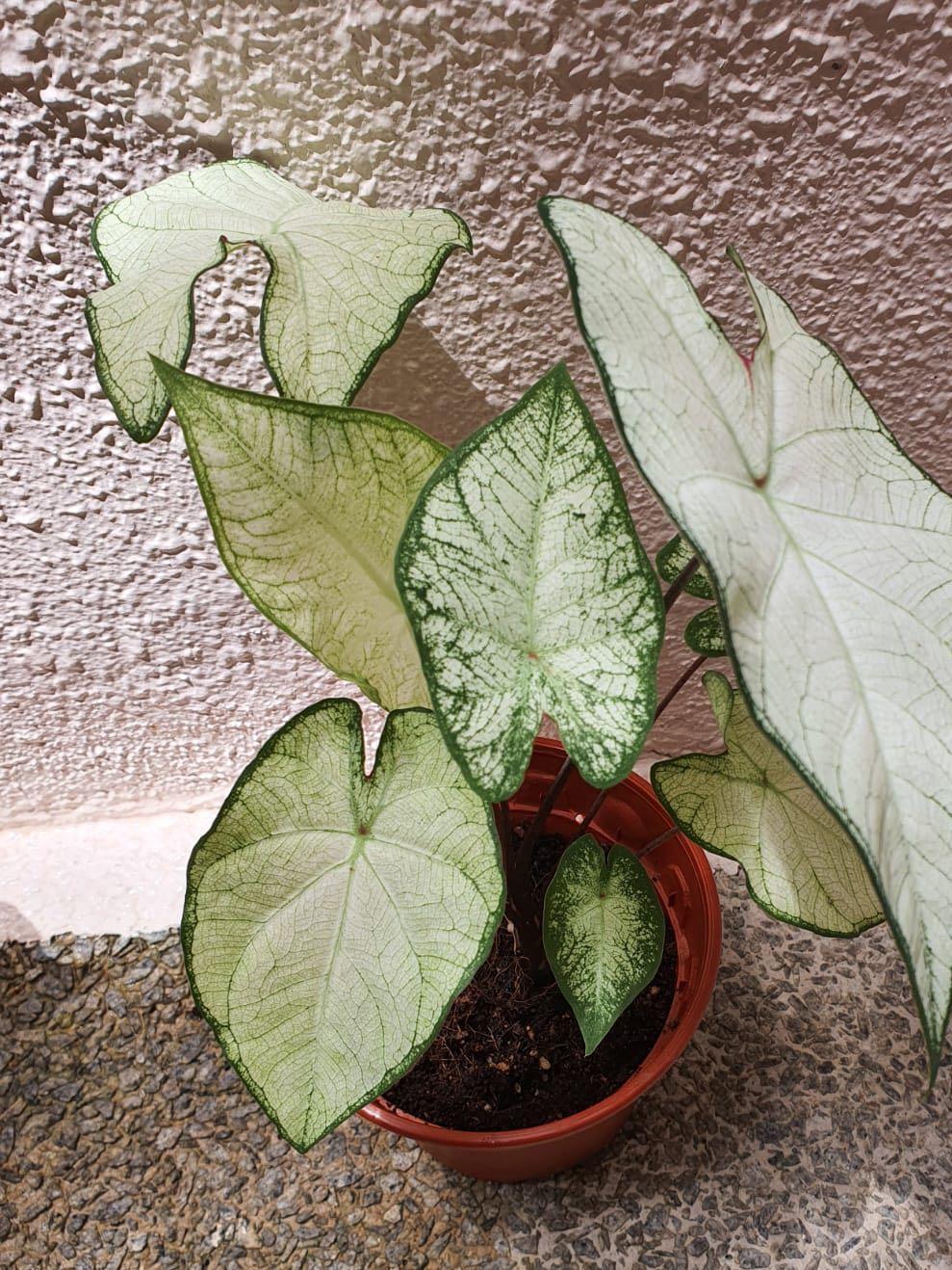 Caladium moonlight, Furniture & Home Living, Gardening, Plants & Seeds ...