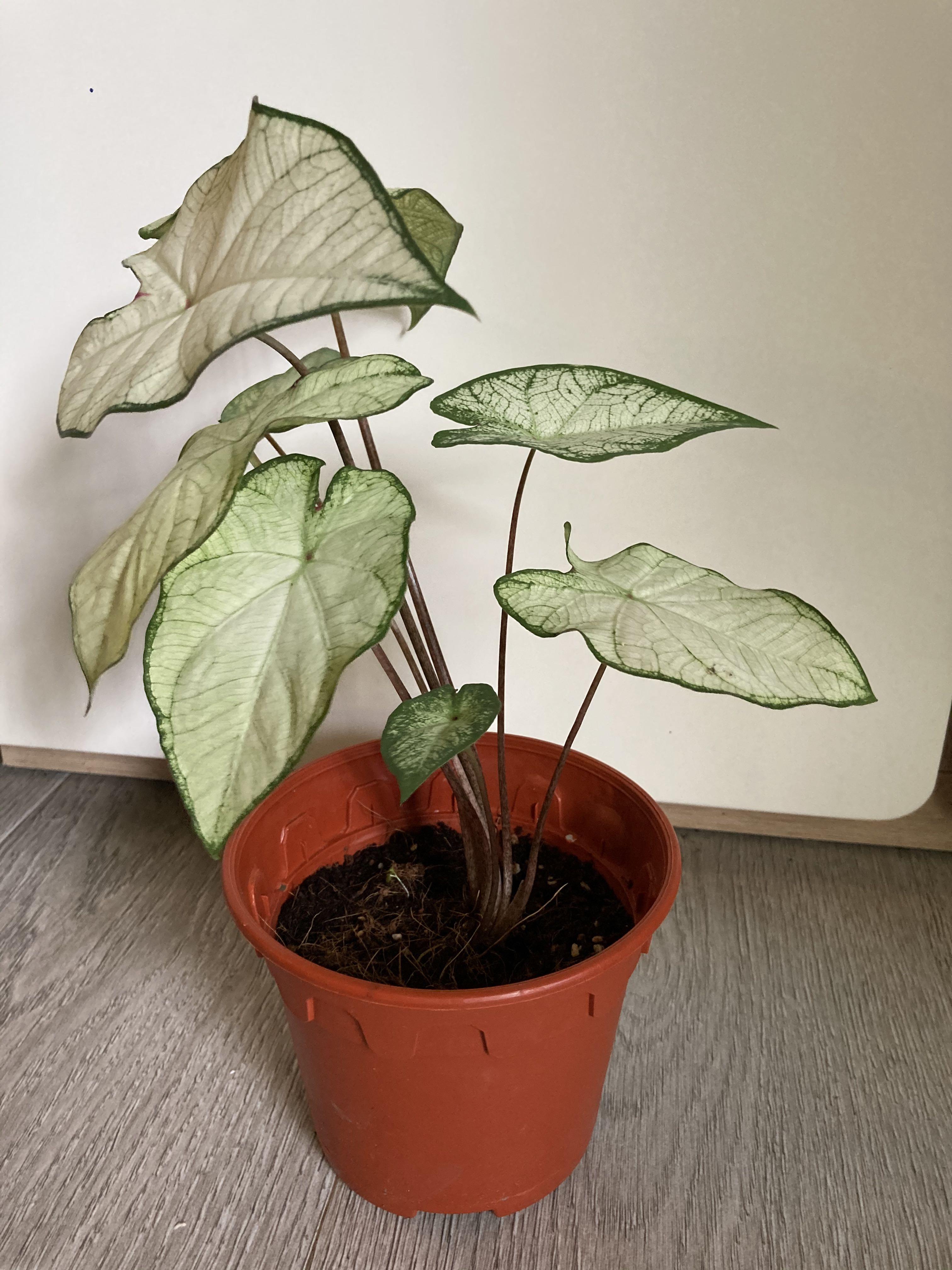 Caladium moonlight, Furniture & Home Living, Gardening, Plants & Seeds ...