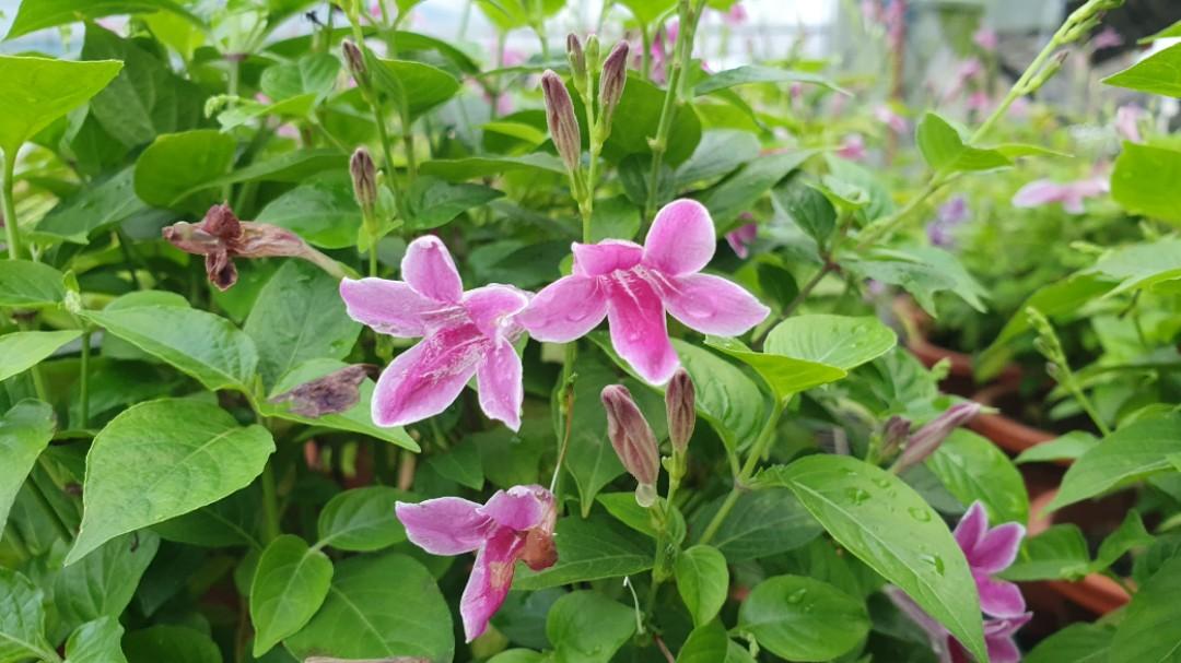 Flowering plant - Asystasia Intrusa , Chinese Violet (22cm pot ...