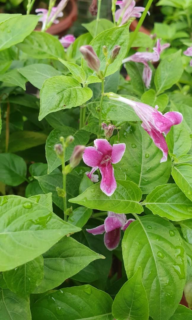 Flowering plant - Asystasia Intrusa , Chinese Violet (22cm pot ...