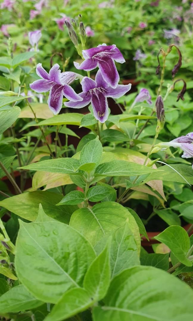 Flowering plant - Asystasia Intrusa , Chinese Violet (22cm pot ...