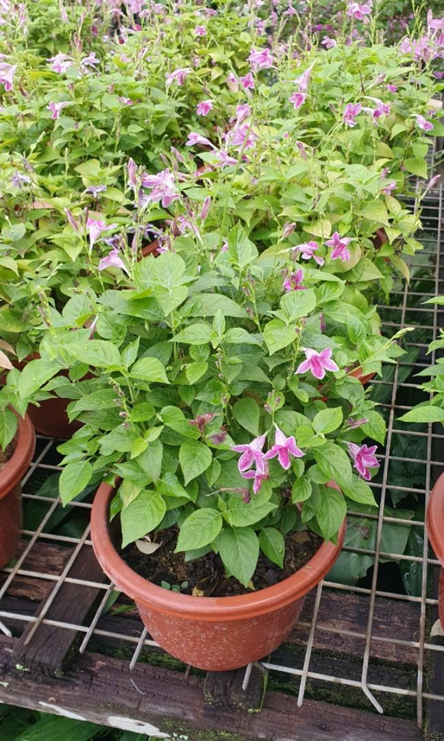 Flowering plant - Asystasia Intrusa , Chinese Violet (22cm pot ...