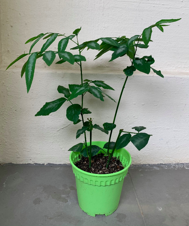 Mani Cai / Sayur Manis / Pucuk Manis / Cekur Manis, Furniture & Home ...