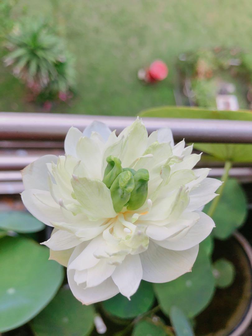 Micro lotus with 3 buds, Furniture & Home Living, Home Decor ...