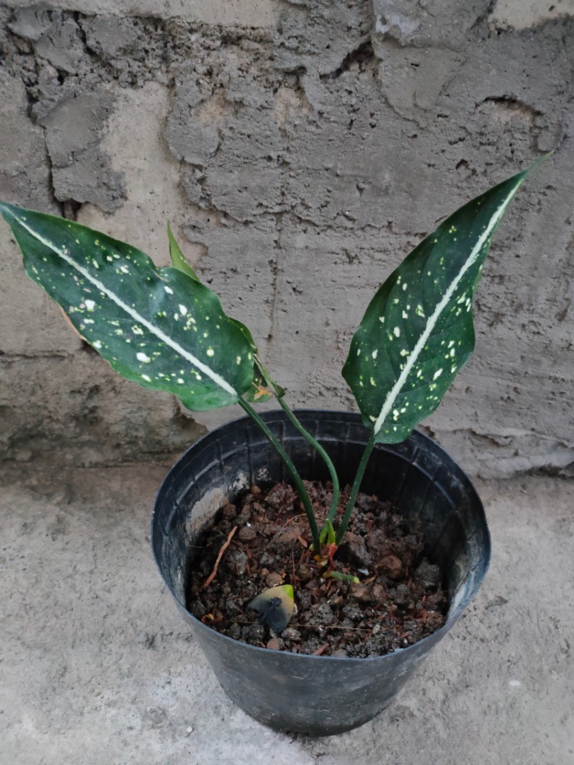Aglaonema Plant Potted (Fisheye), Furniture & Home Living, Gardening ...