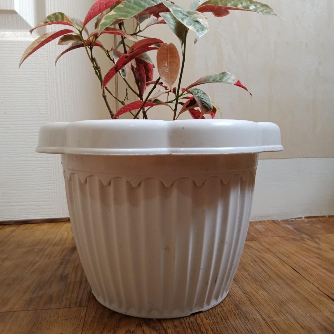 Picara / Chinese Croton Plants with Pot Indoor or Outdoor Houseplants ...