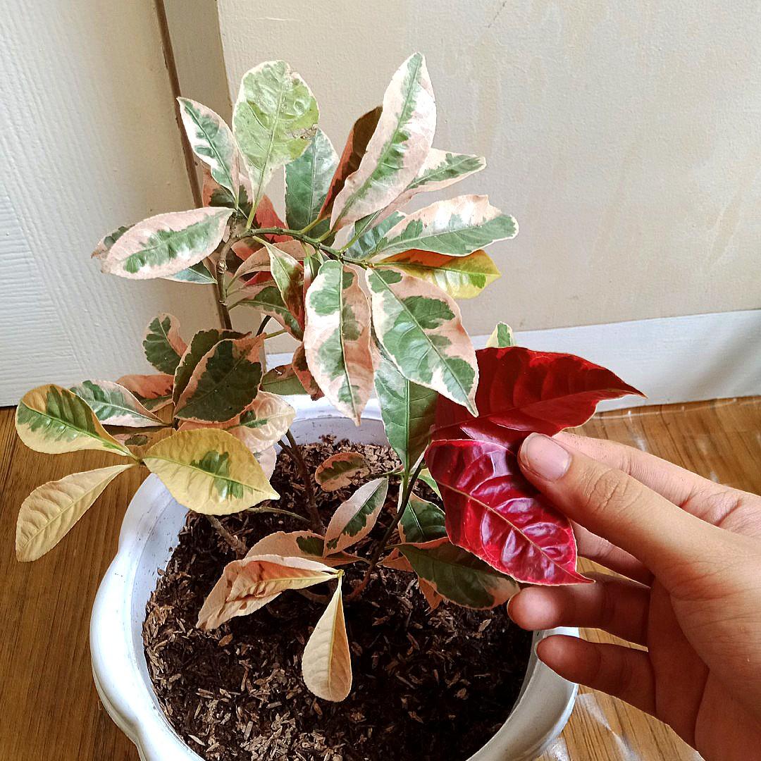 Picara / Chinese Croton Plants with Pot Indoor or Outdoor Houseplants ...