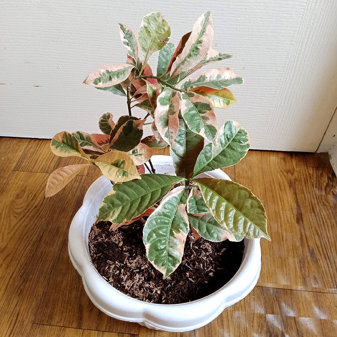 Picara / Chinese Croton Plants with Pot Indoor or Outdoor Houseplants ...