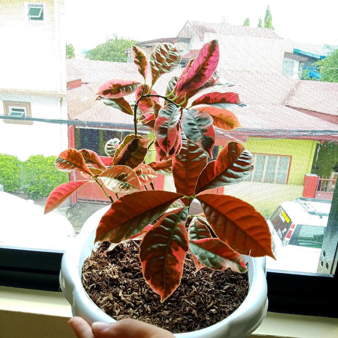 Picara / Chinese Croton Plants with Pot Indoor or Outdoor Houseplants ...